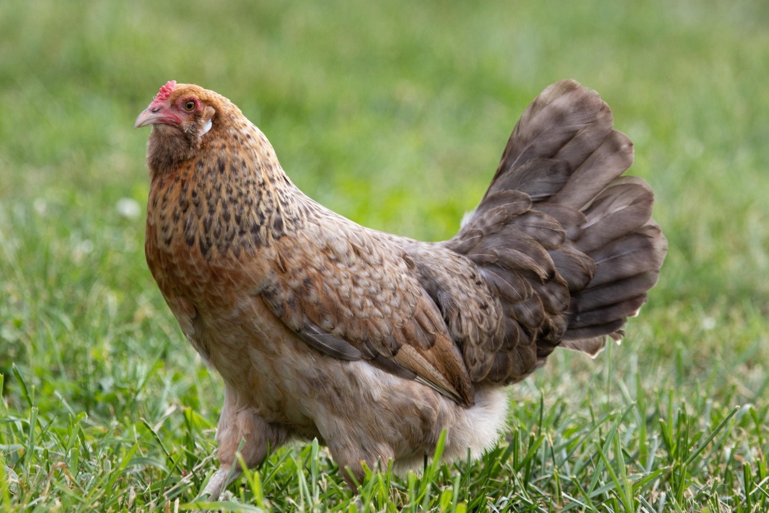 Friendliest Chicken Breeds for Kids (That Also Lay Eggs)