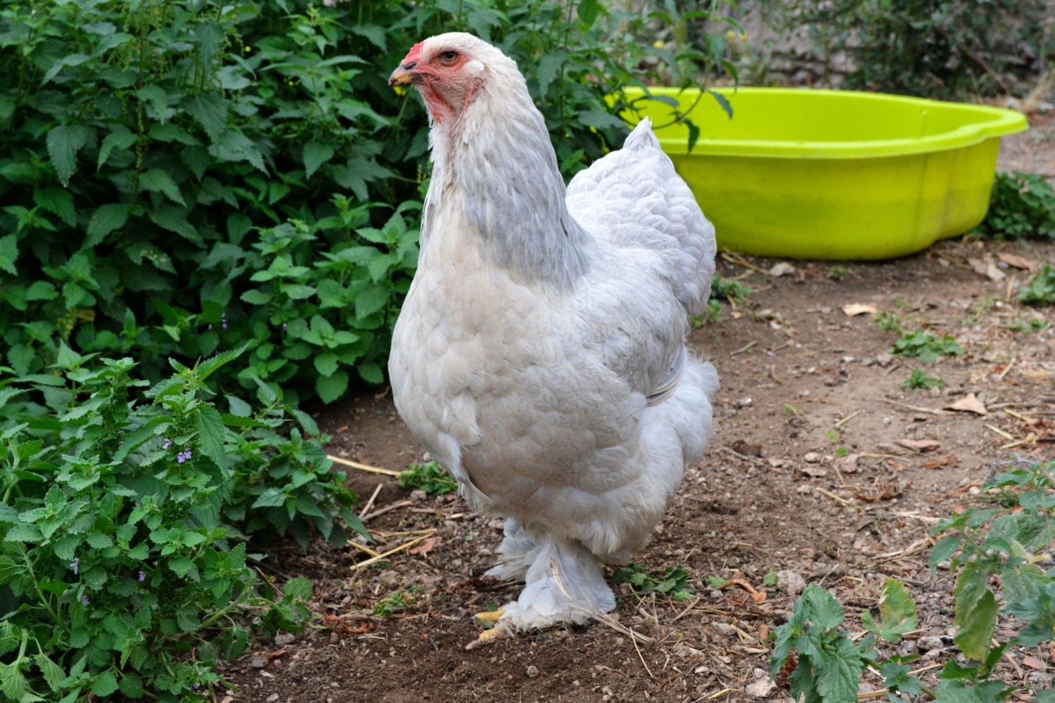 Friendliest Chicken Breeds for Kids (That Also Lay Eggs)