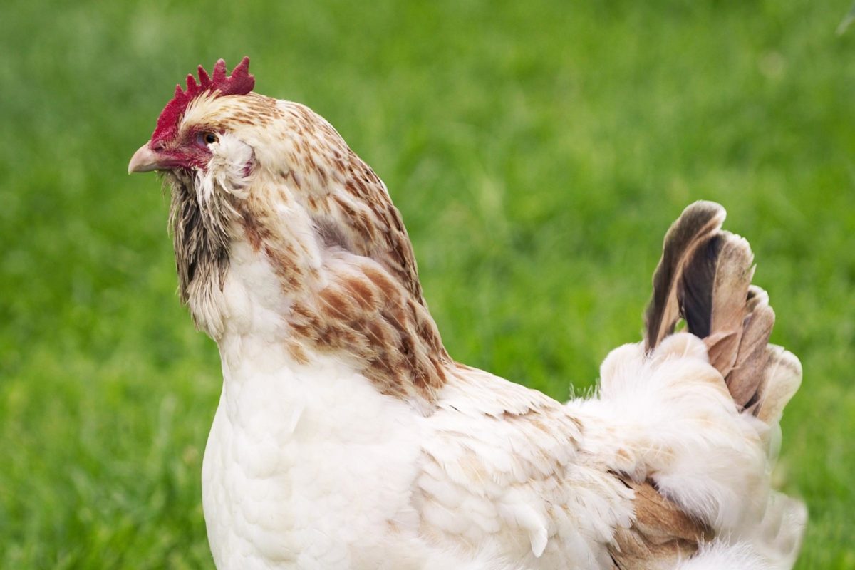 Friendliest Chicken Breeds for Kids (That Also Lay Eggs) - Meows & Friends