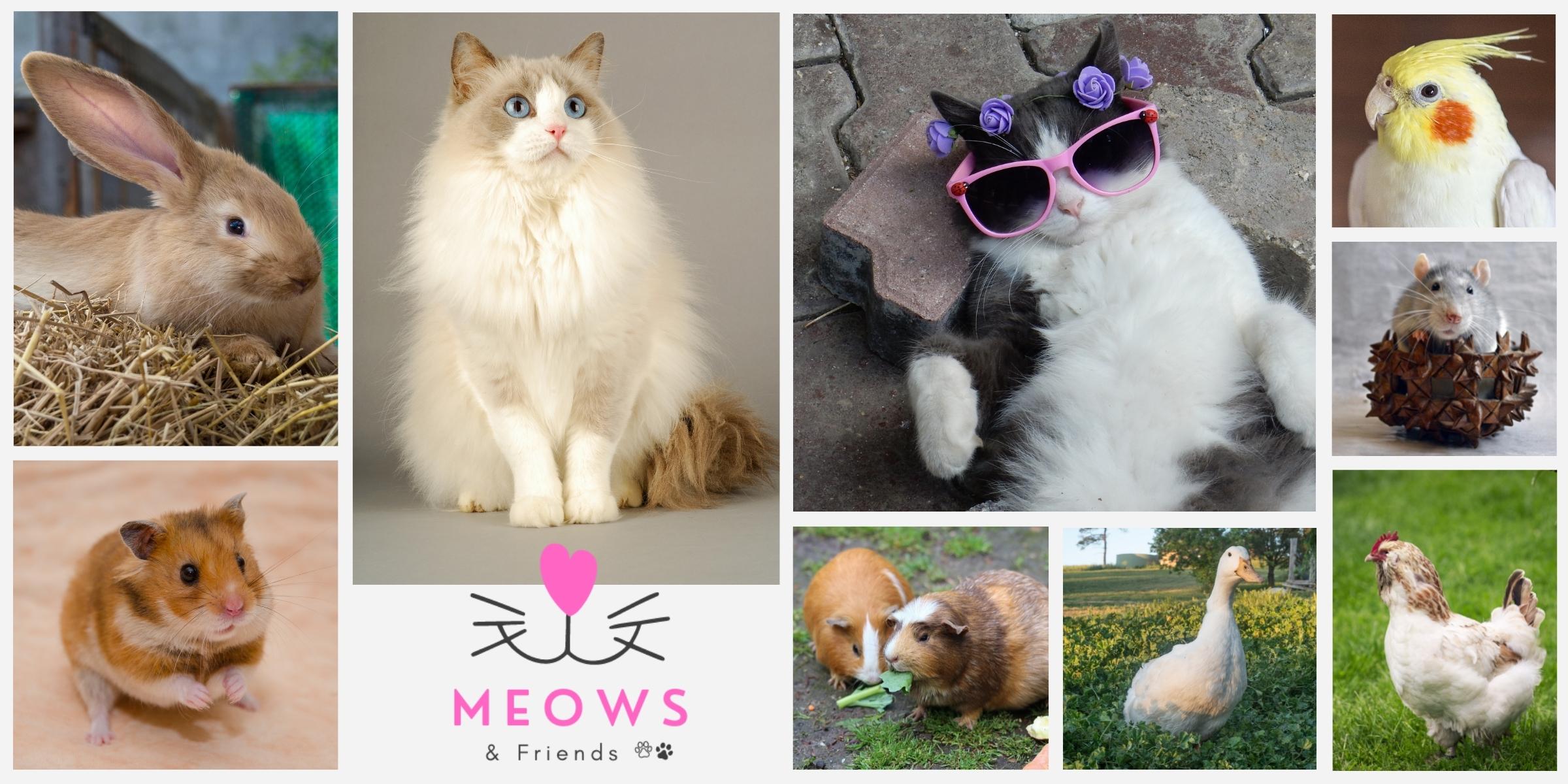 - Meows & Friends