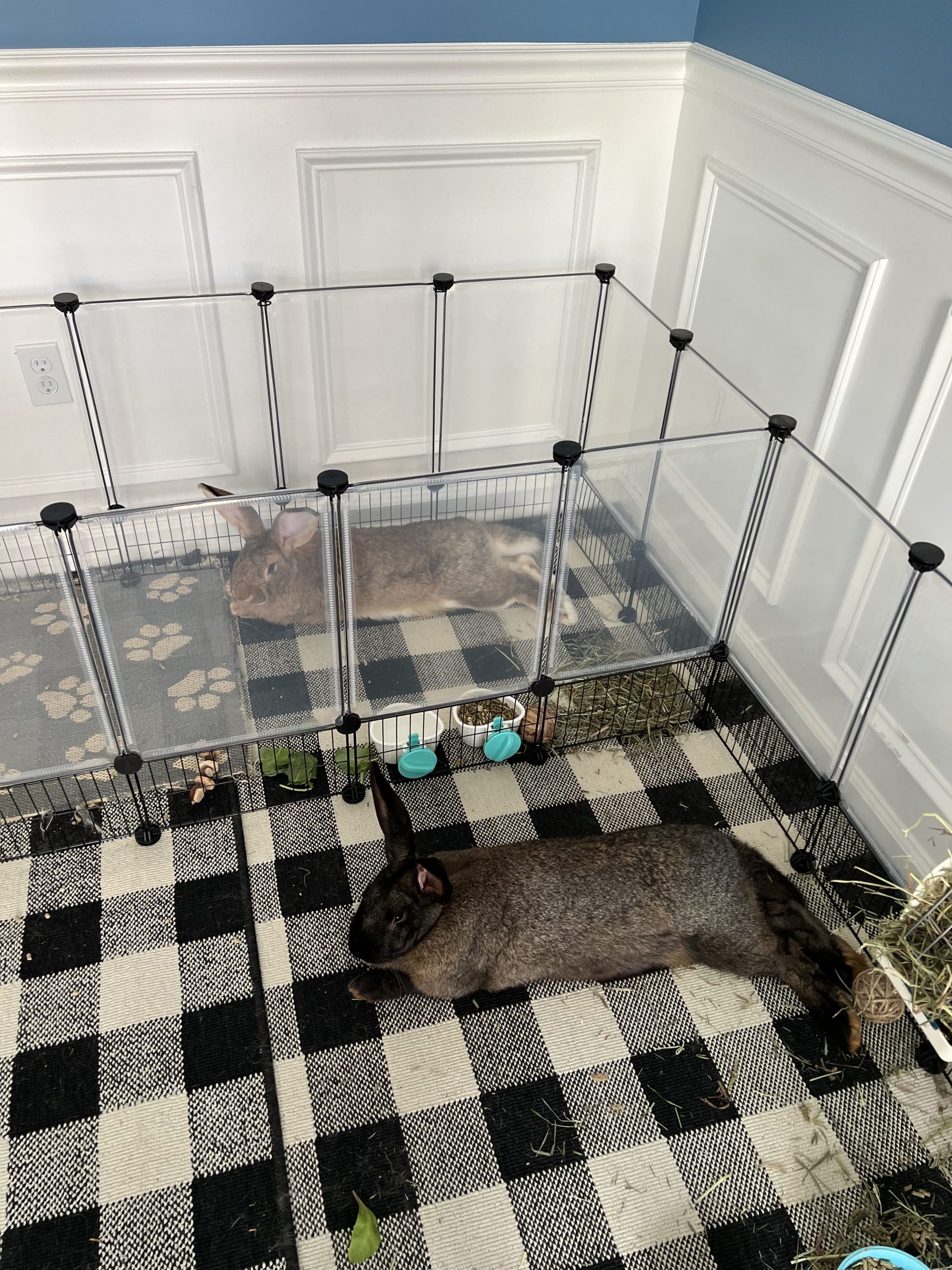 Best Cages for Flemish Giant Rabbits (Indoor and Outdoor)