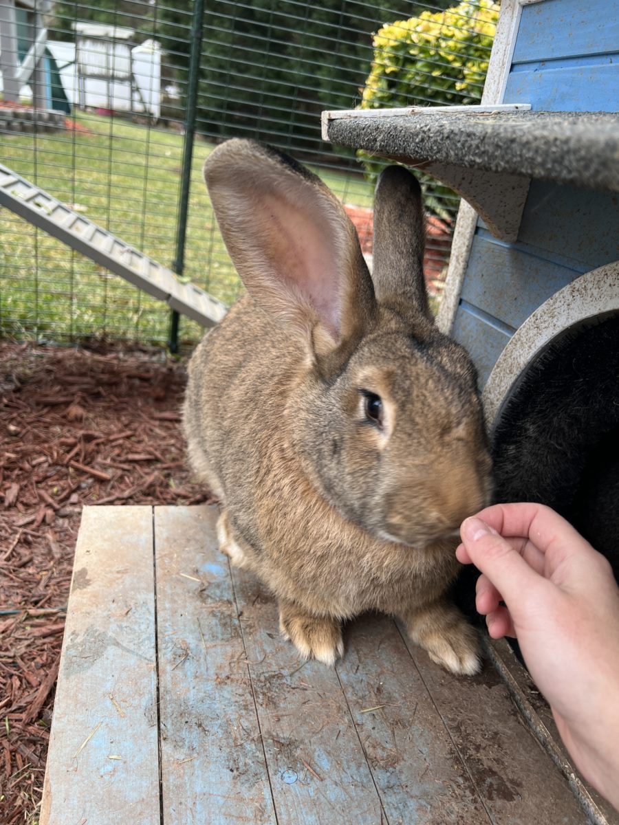 Best Cages for Flemish Giant Rabbits (Indoor and Outdoor)