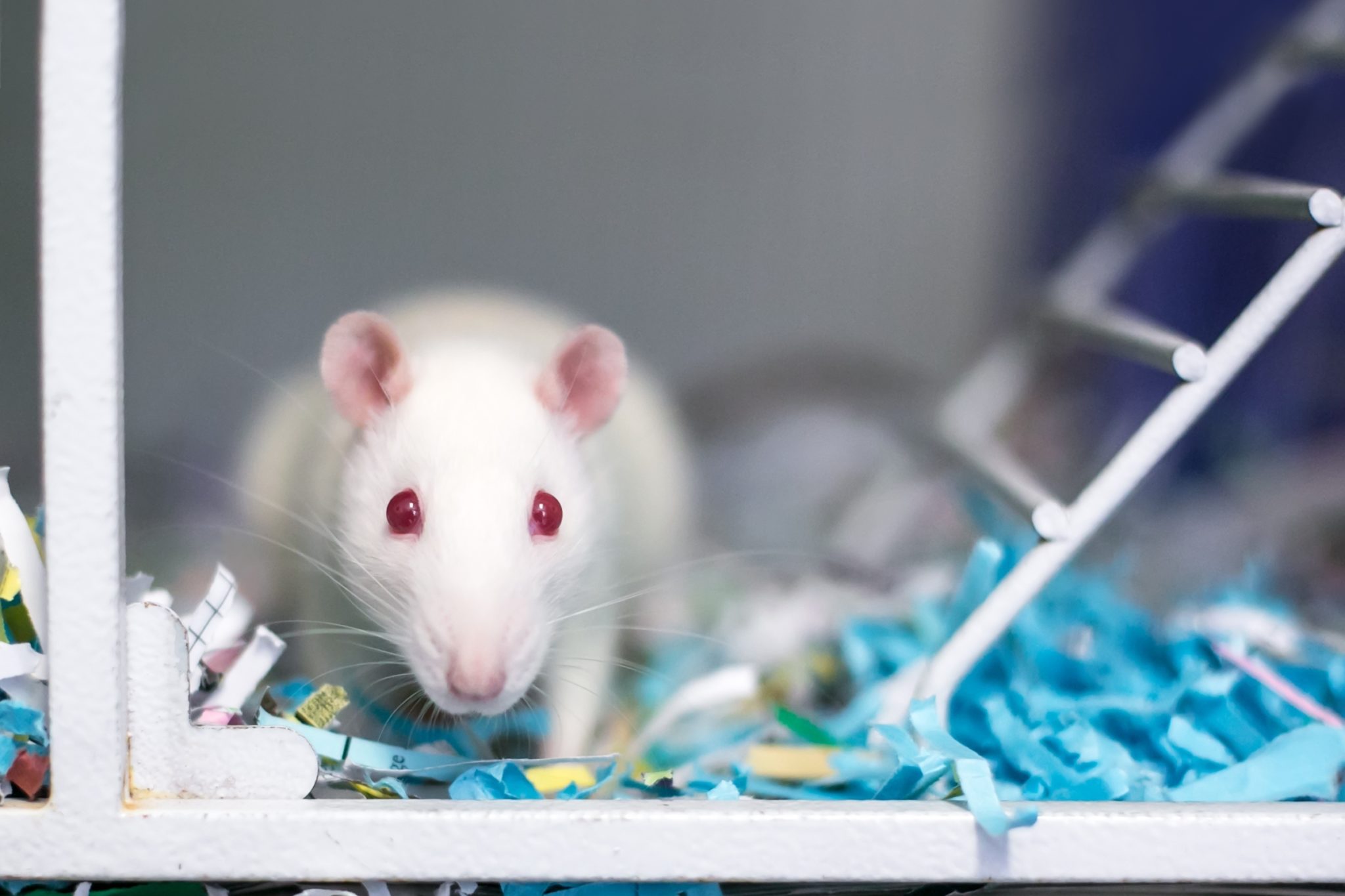 Top Pet Rat Breeds - How to Choose the Best Pet for You - Meows & Friends