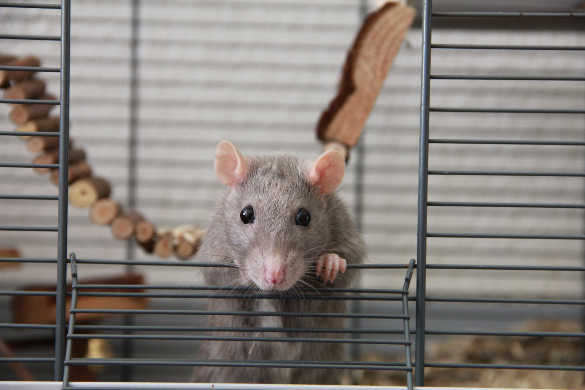 Top Pet Rat Breeds - How to Choose the Best Pet for You - Meows & Friends