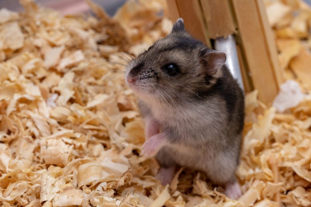 Types of Hamster Breeds and Differences in Care - Meows & Friends