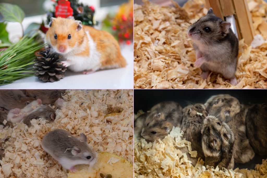 Types of Hamster Breeds and Differences in Care - Meows & Friends