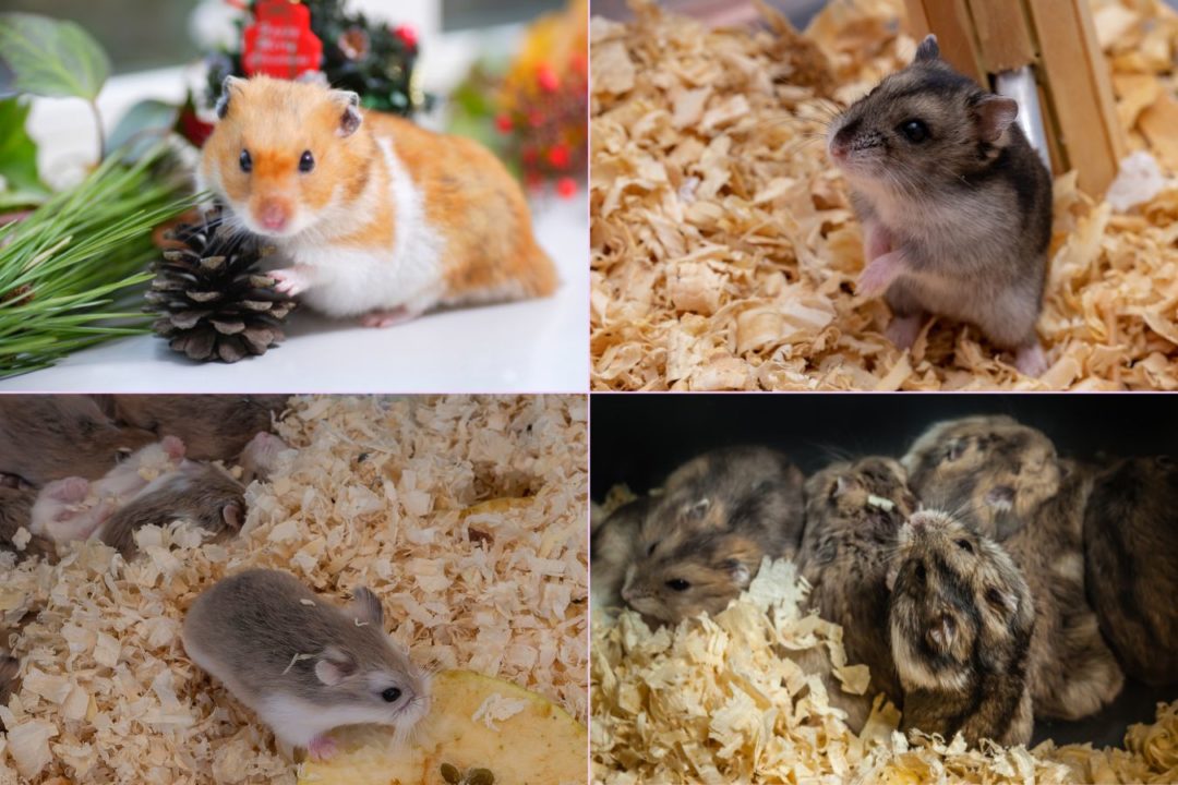 Types of Hamster Breeds and Differences in Care - Meows & Friends