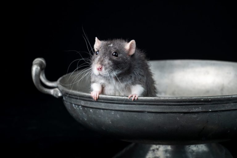 Top Pet Rat Breeds - How to Choose the Best Pet for You - Meows & Friends