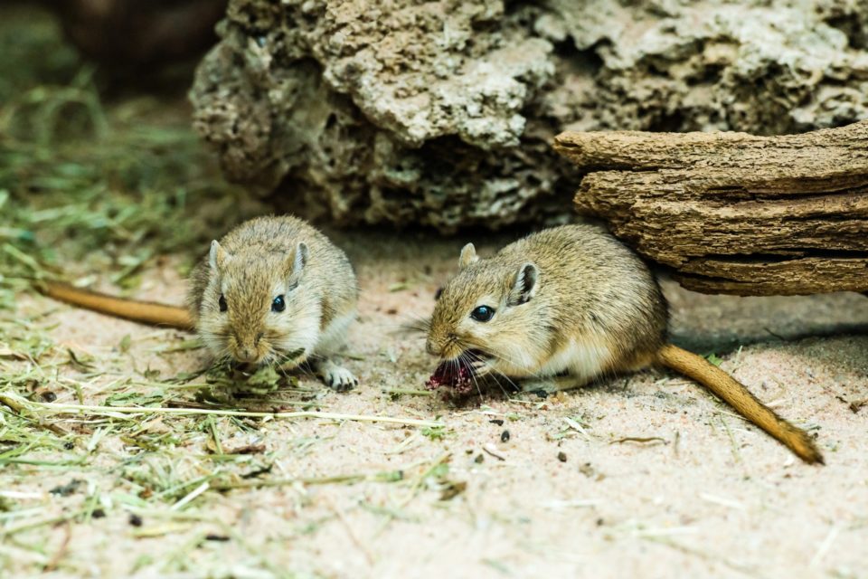 How to Care for Gerbils - Meows & Friends