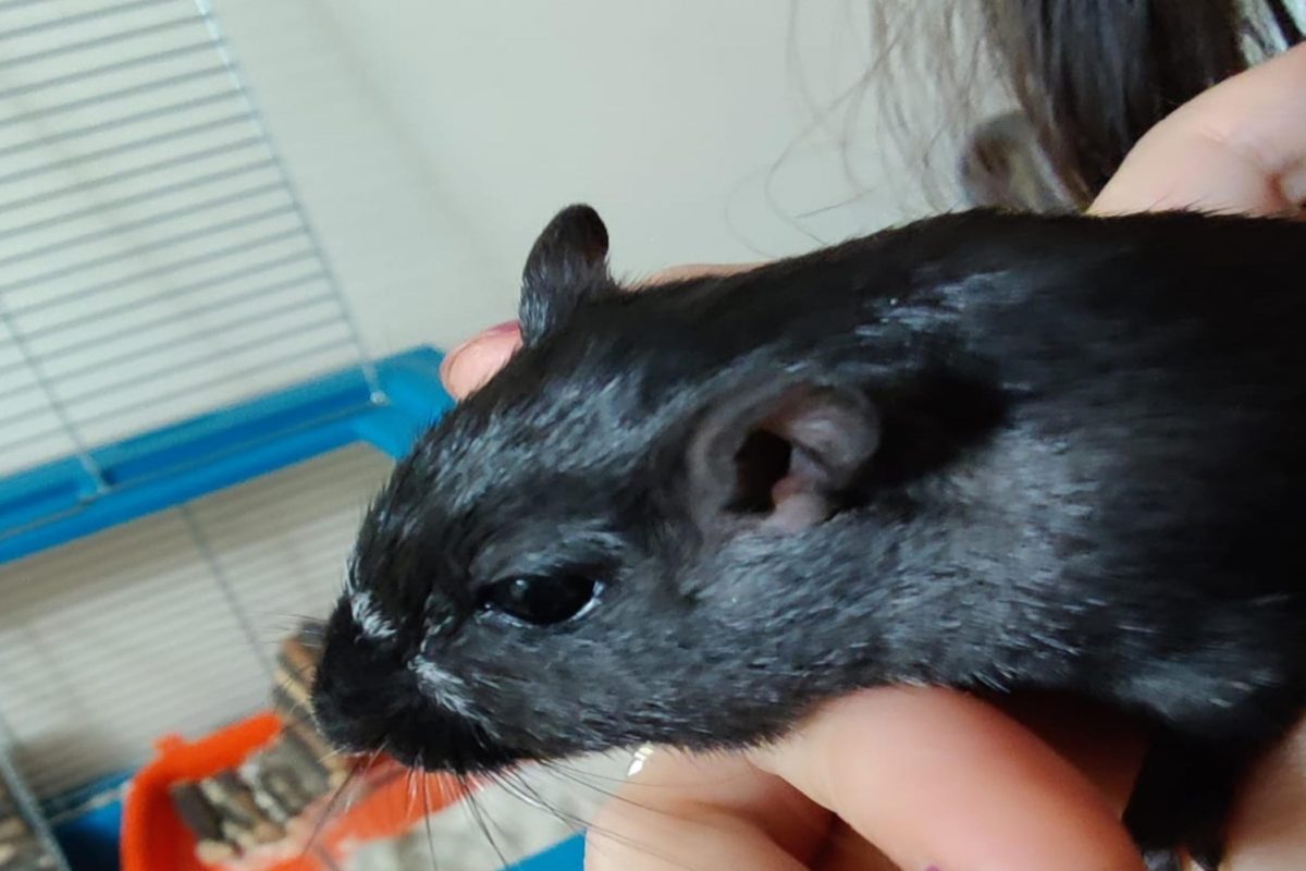 How to Care for Gerbils - Meows & Friends