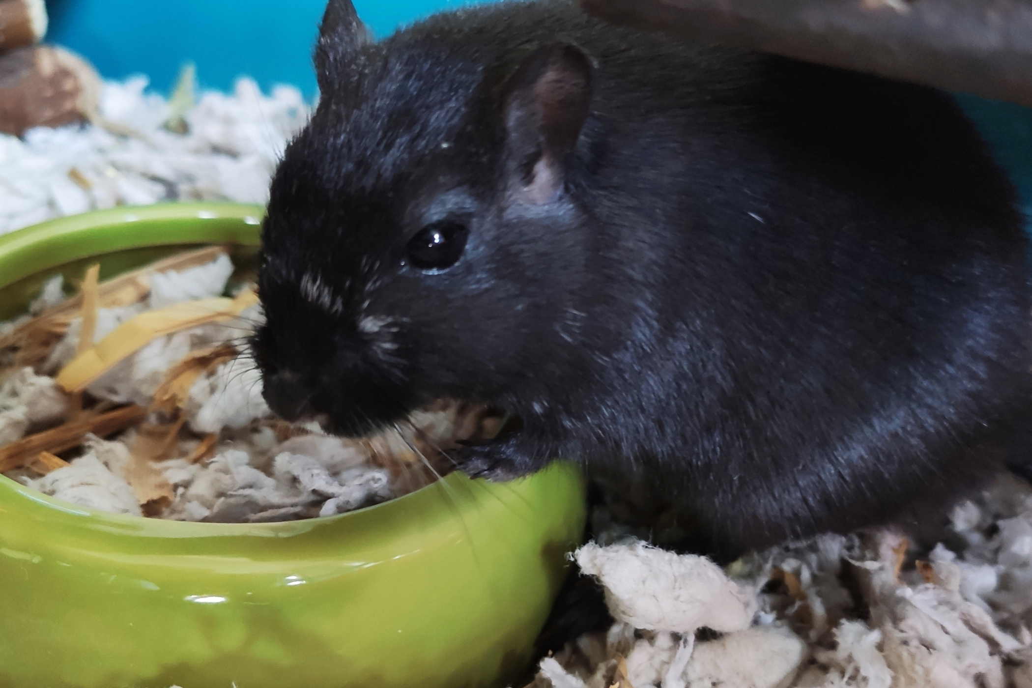 How to Care for Gerbils - Meows & Friends